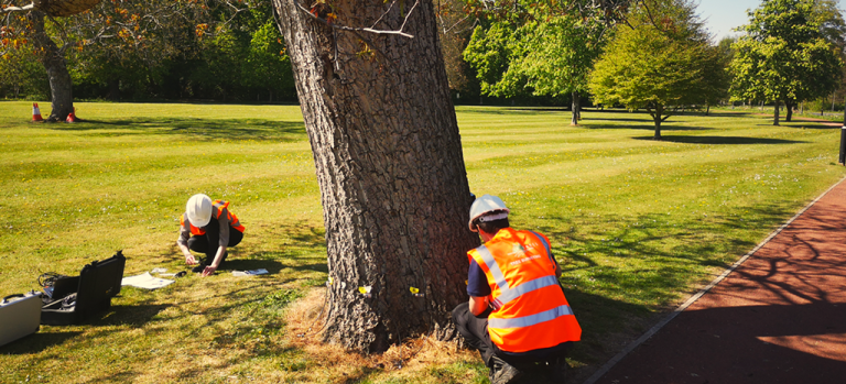 Advanced Tree Assesments